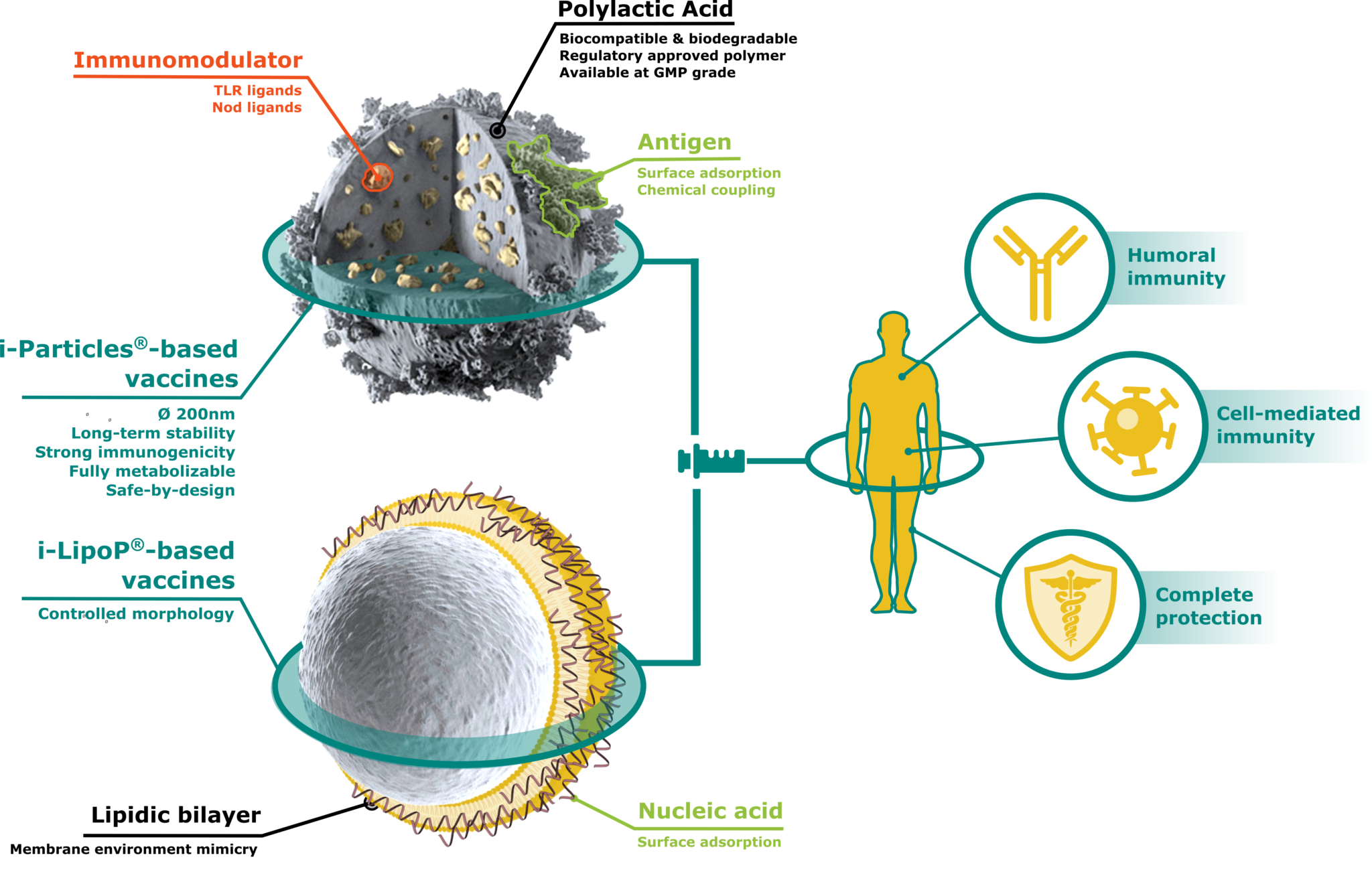 Applications – Adjuvatis